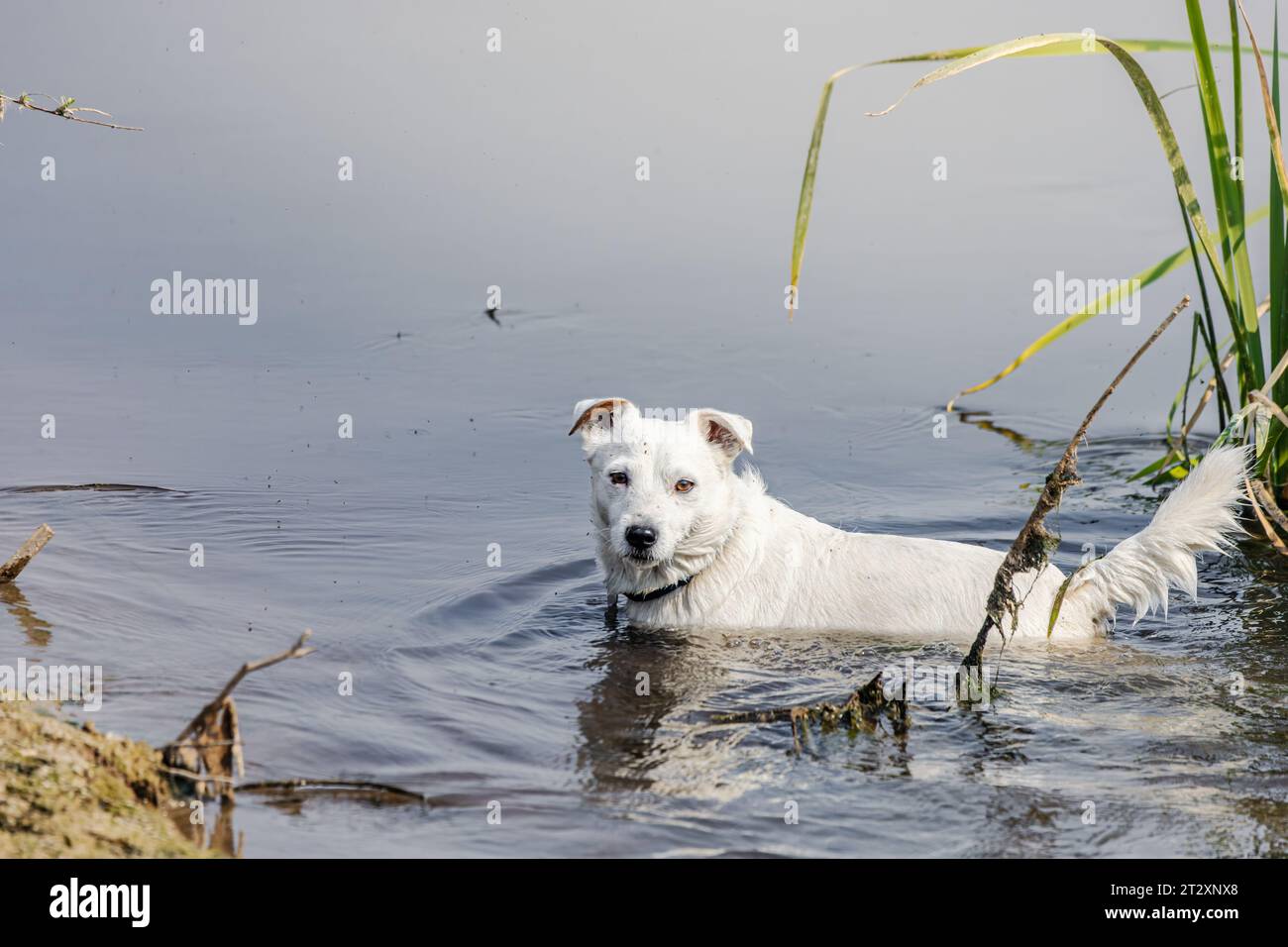 Dog breed Jack Russell Terrier in nature in the wild Stock Photo - Alamy