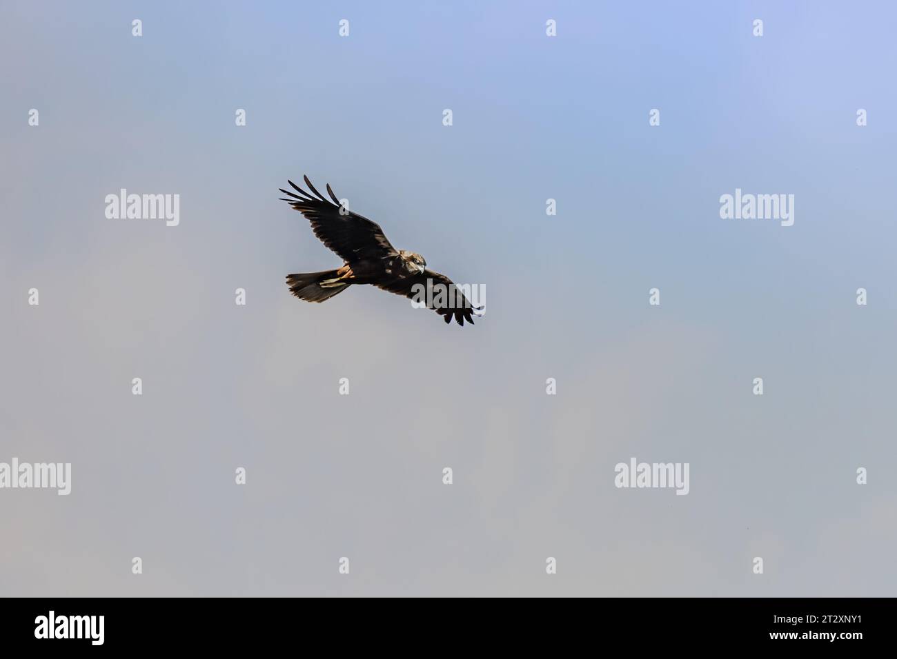 Bird Eastern Marsh Harrier (Circus spilonotus) in the wild Stock Photo ...