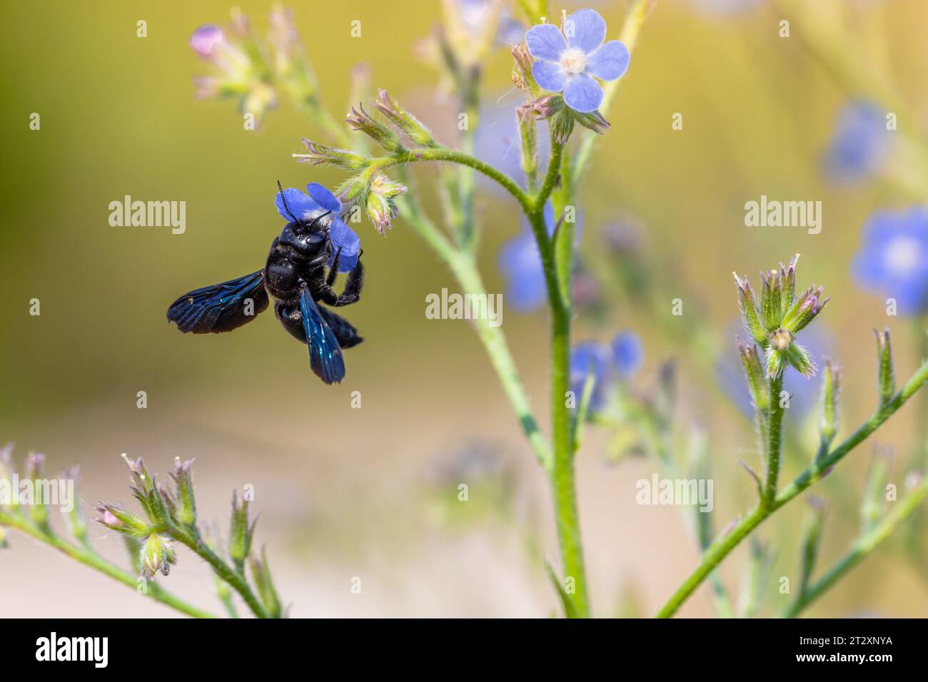 Beetle insect in the wild - Violet carpenter bee (Xylocopa violacea ...