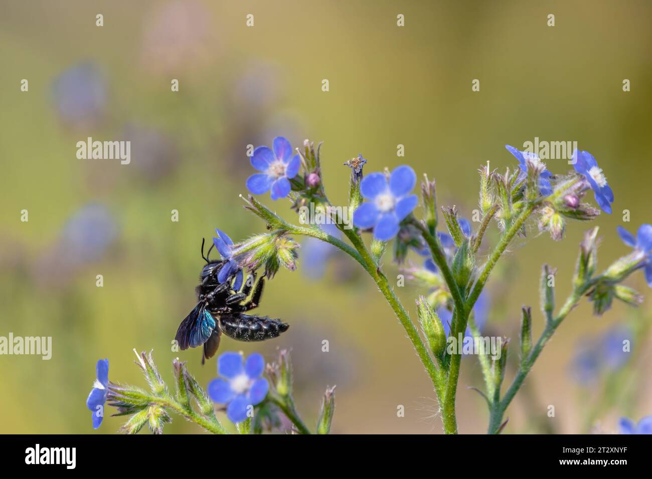 Beetle insect in the wild - Violet carpenter bee (Xylocopa violacea ...