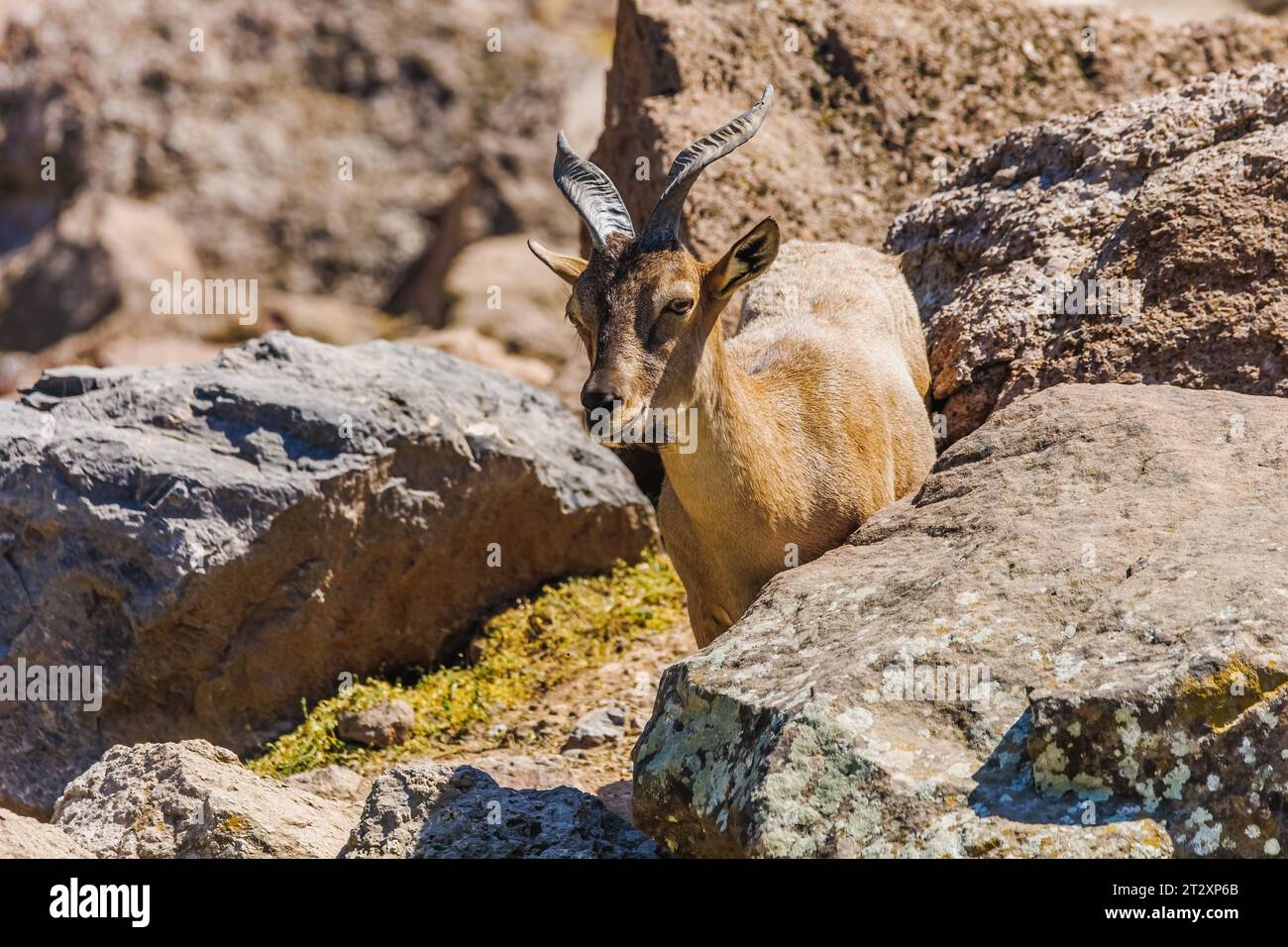 Animal - markhor goat outdoors Stock Photo - Alamy