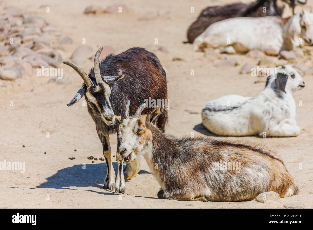 Animals - goats walking outdoors Stock Photo - Alamy