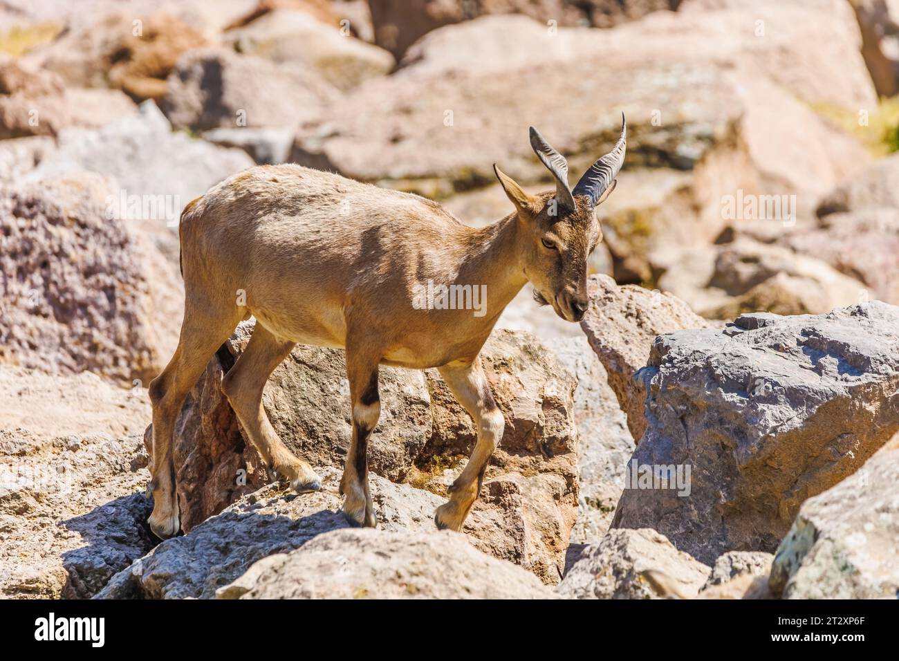 Animal - markhor goat outdoors Stock Photo - Alamy
