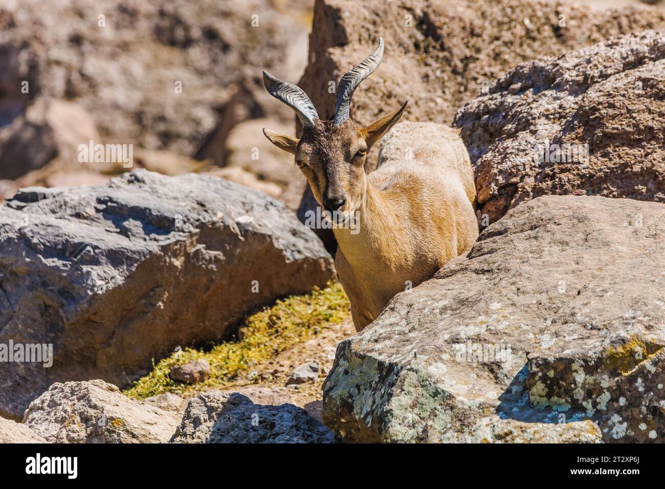 Markhor india hi-res stock photography and images - Alamy