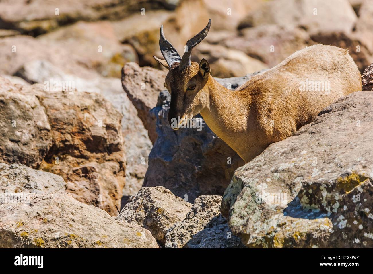 Animal - markhor goat outdoors Stock Photo - Alamy