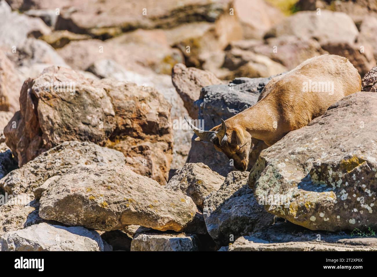 Animal - markhor goat outdoors Stock Photo - Alamy