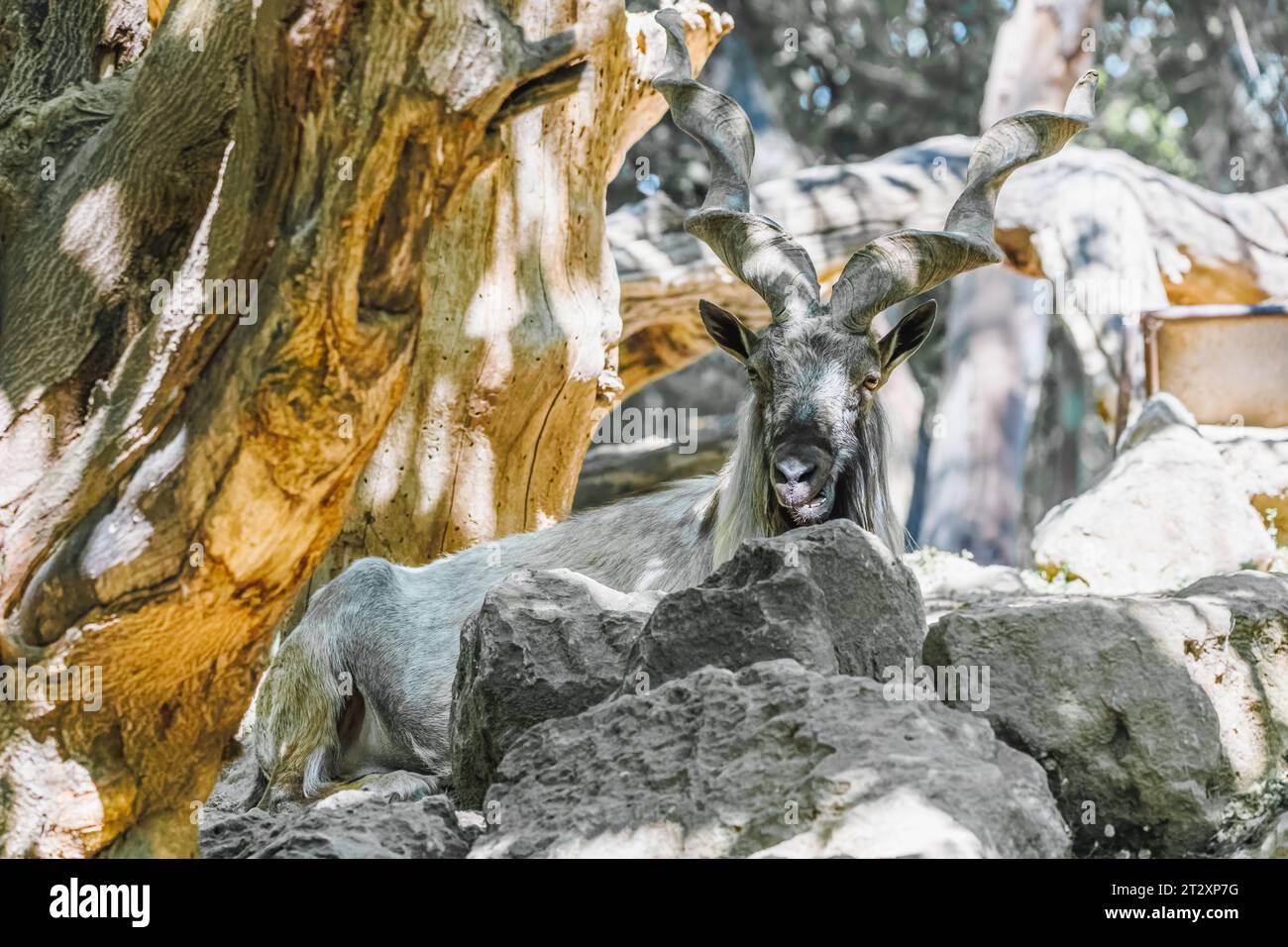 Animal - markhor goat outdoors Stock Photo - Alamy