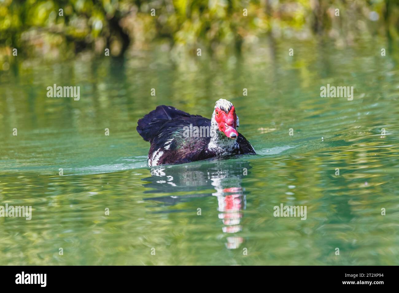 Bird - Muscovy Duck (Cairina moschata) outdoors Stock Photo - Alamy