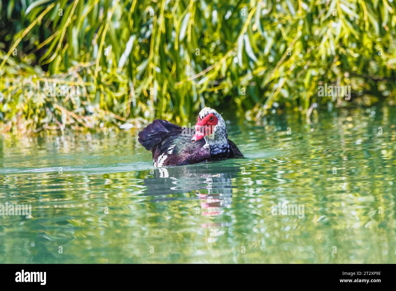 Bird - Muscovy Duck (Cairina moschata) outdoors Stock Photo - Alamy