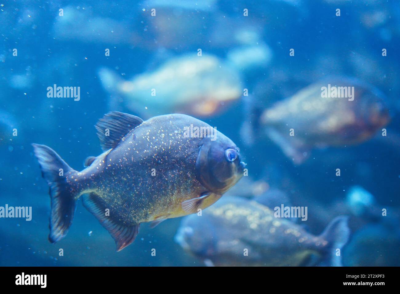 Dangerous predator congregation: ferocious piranhas swimming in a blue ...