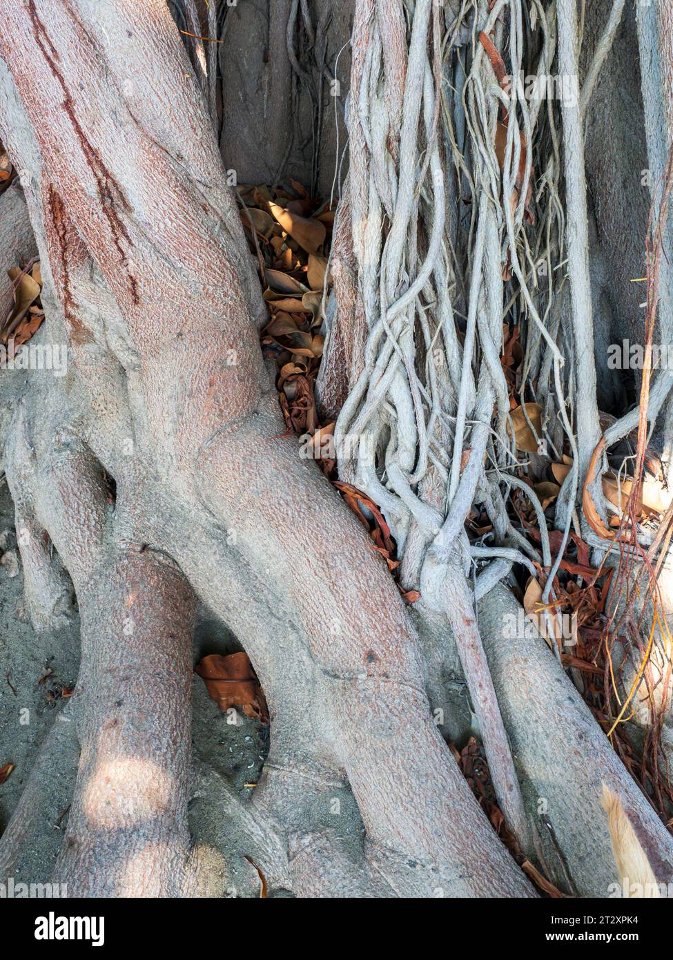 Close-up of the trunk of a hundred-year-old ficus tree Stock Photo - Alamy