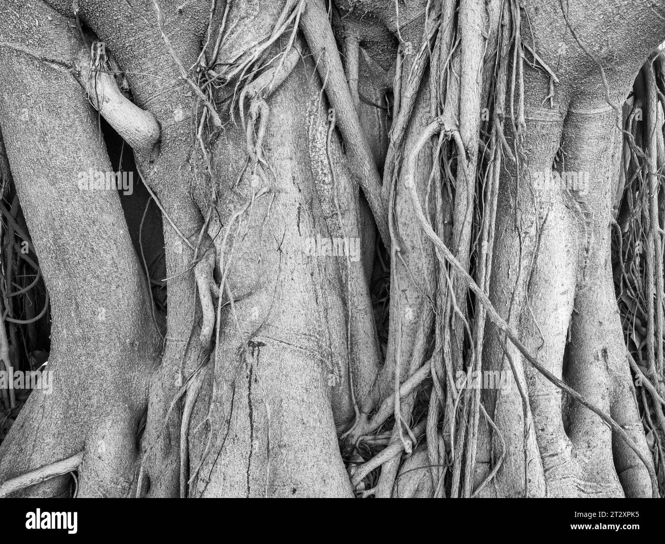 Close-up of the trunk of a hundred-year-old ficus tree Stock Photo - Alamy