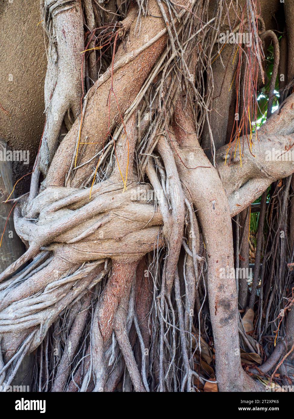 Close-up of the trunk of a hundred-year-old ficus tree Stock Photo - Alamy