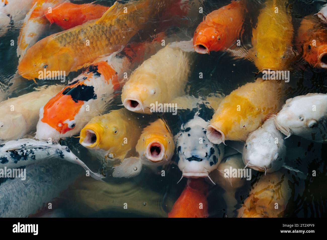 Koi fish (Nishikigoi) in a garden pond waiting to be fed. Hiroshima ...