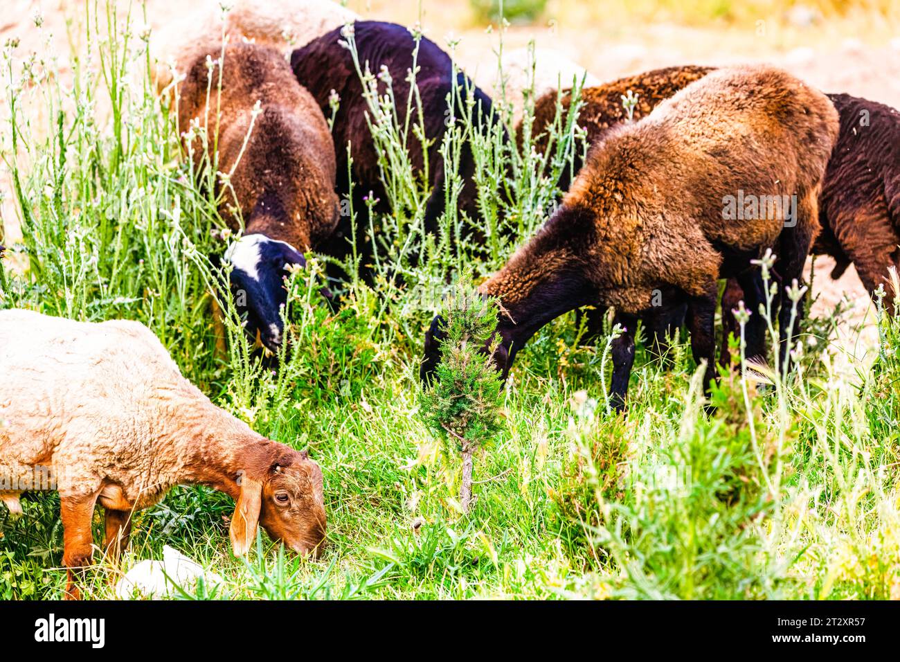 Grass fed sheep walking outdoors Stock Photo - Alamy