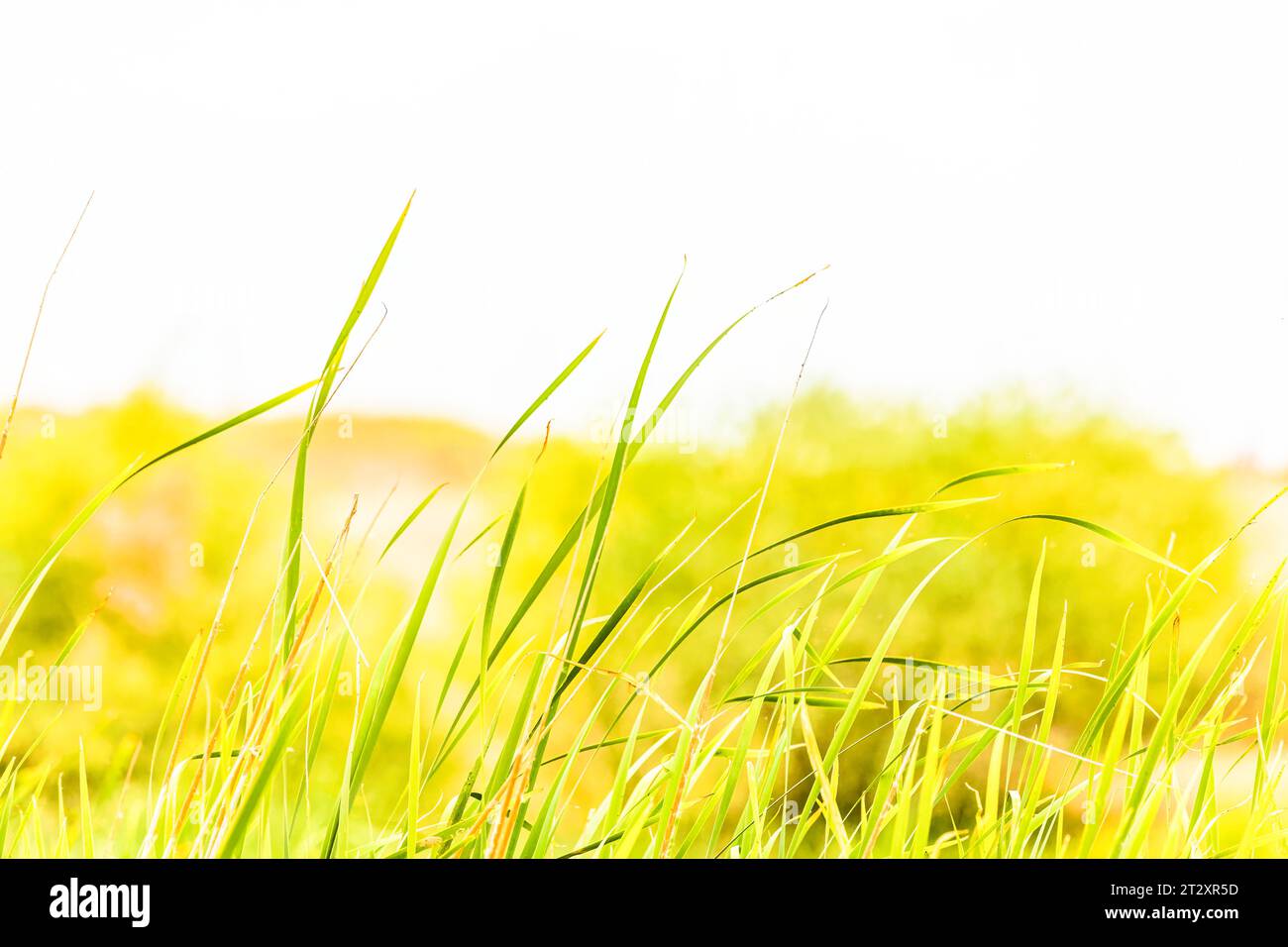 Natural bright and beautiful environment background with seasonal plant ...