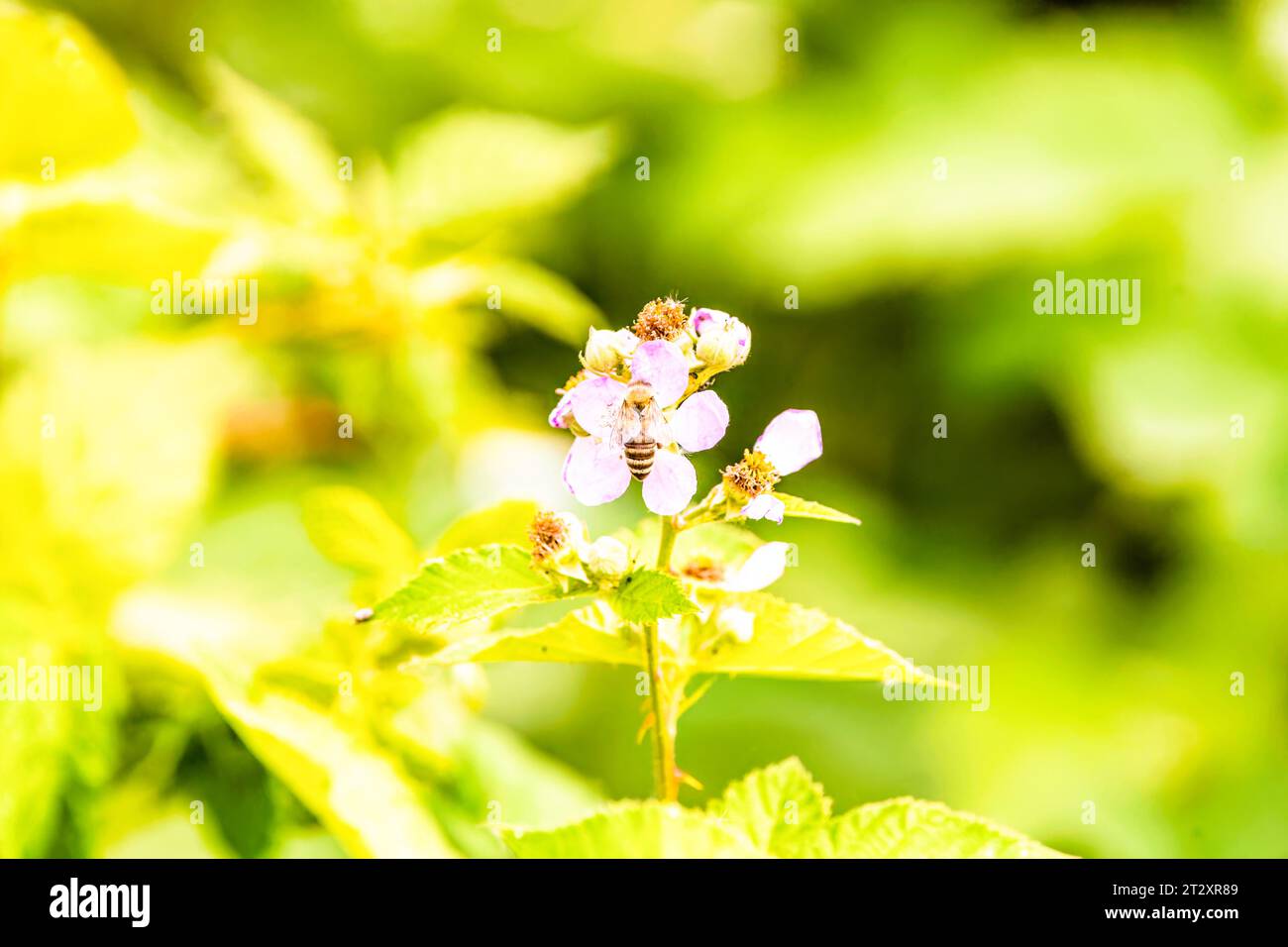 Beautiful sweet background with bee and flower. bee pollinating a ...
