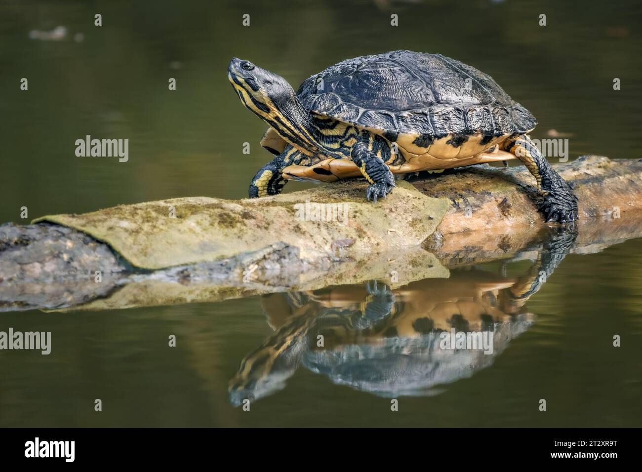 A green sea turtle basking on a floating log in a tranquil aquatic ...