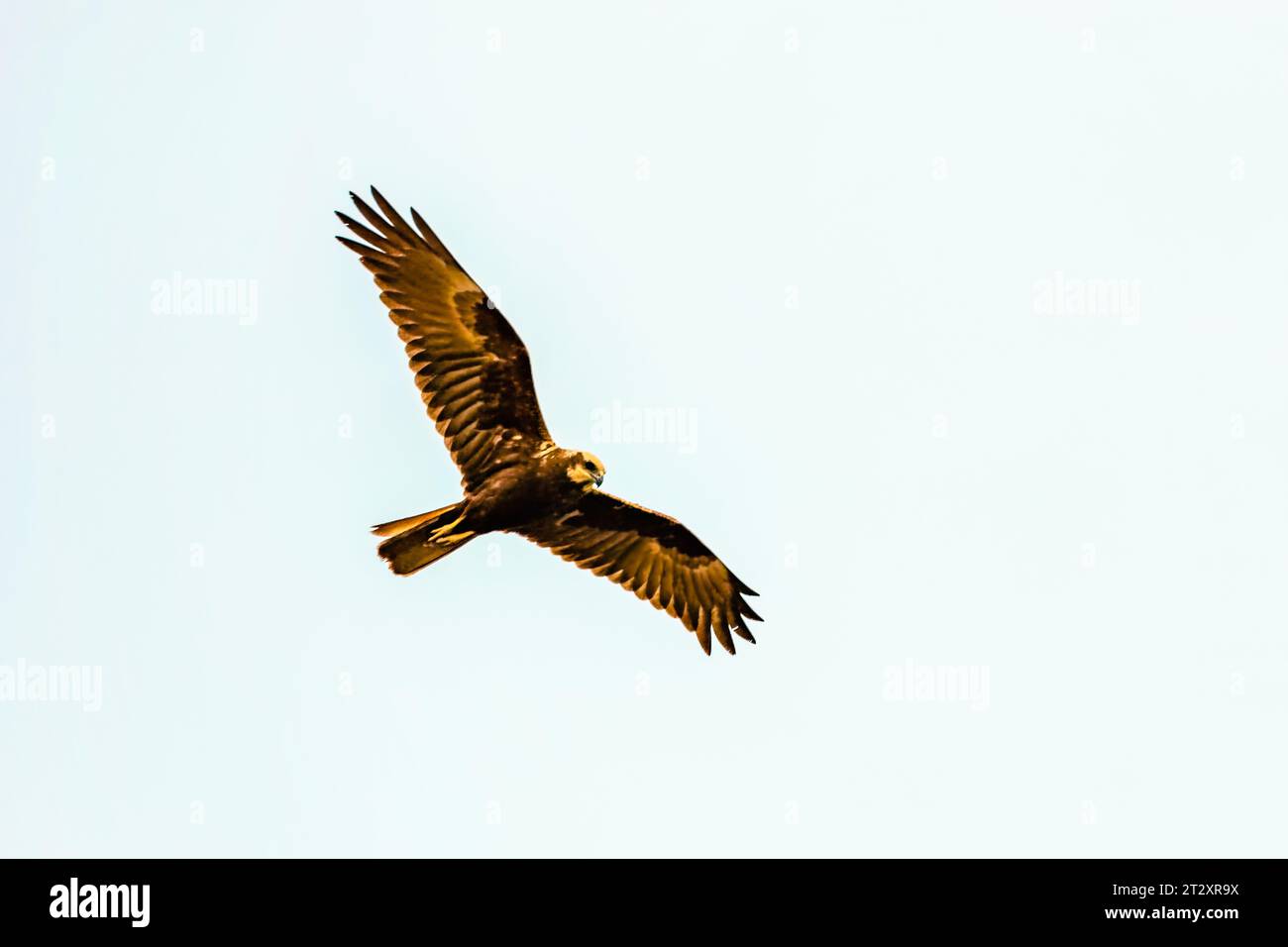 Bird Eastern Marsh Harrier (Circus spilonotus) in the wild Stock Photo ...