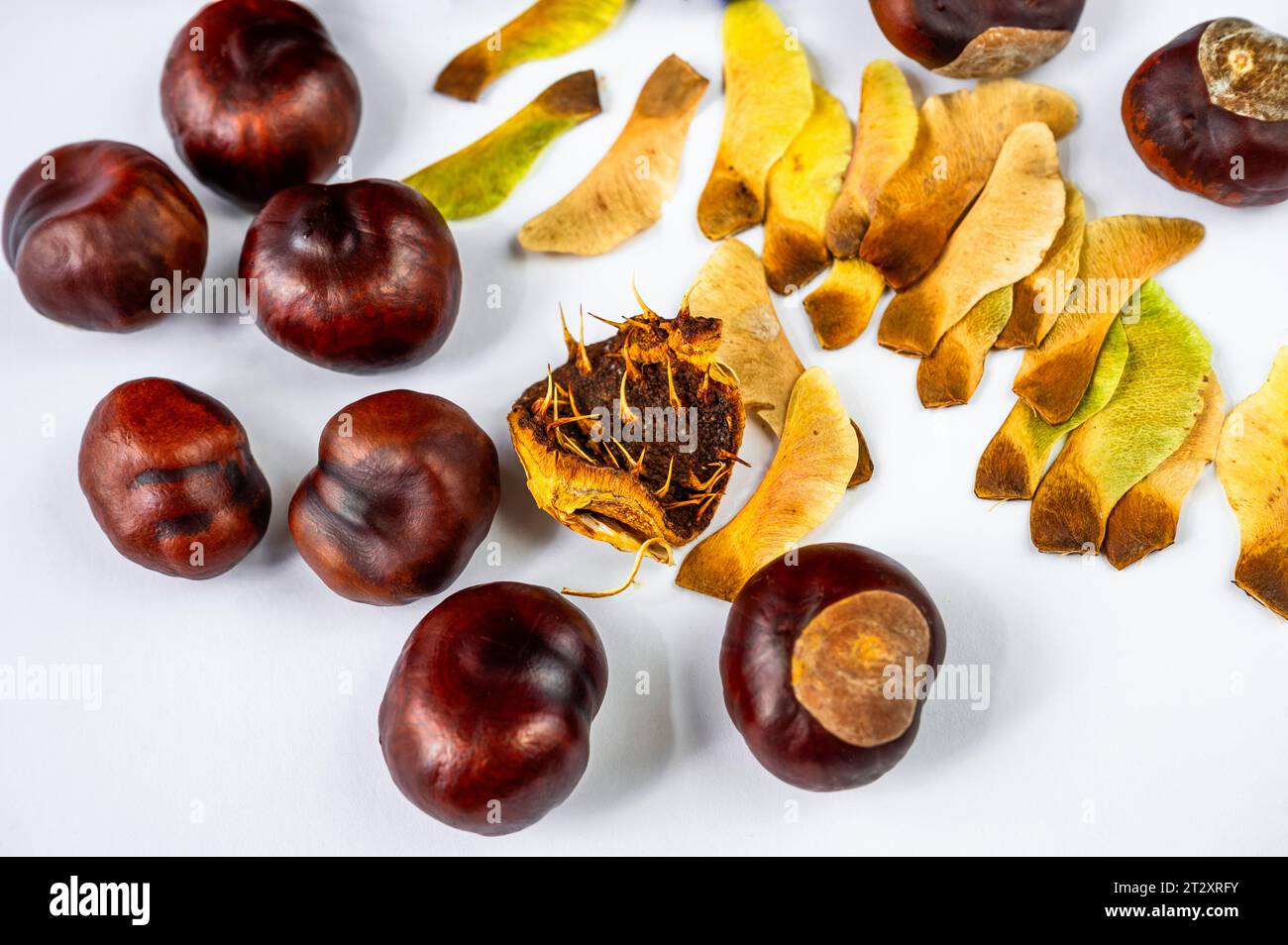 Nice autumn color flat lay of dried maple seed, (samaras) and chestnut ...