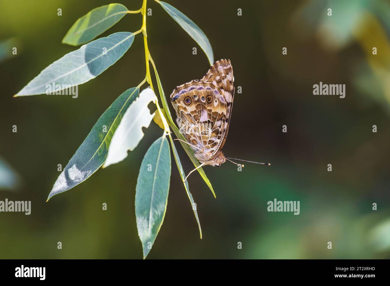 Lovely and beautiful sweet background with a butterfly insect Stock ...