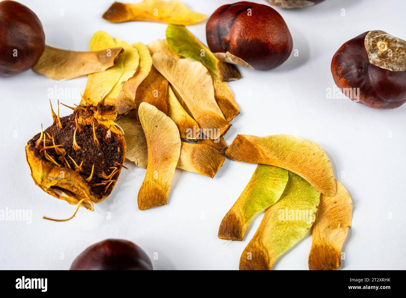 Flat lay of golden color dried maple seed, (samaras) and chestnut on ...