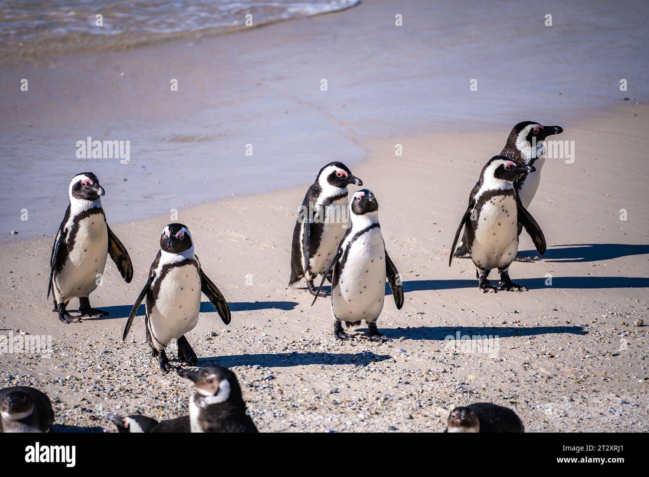 Boulders Beach Penguin colony in Cape Town, South Africa Stock Photo ...