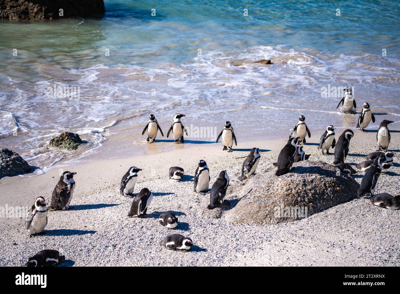Boulders Beach Penguin colony in Cape Town, South Africa Stock Photo ...