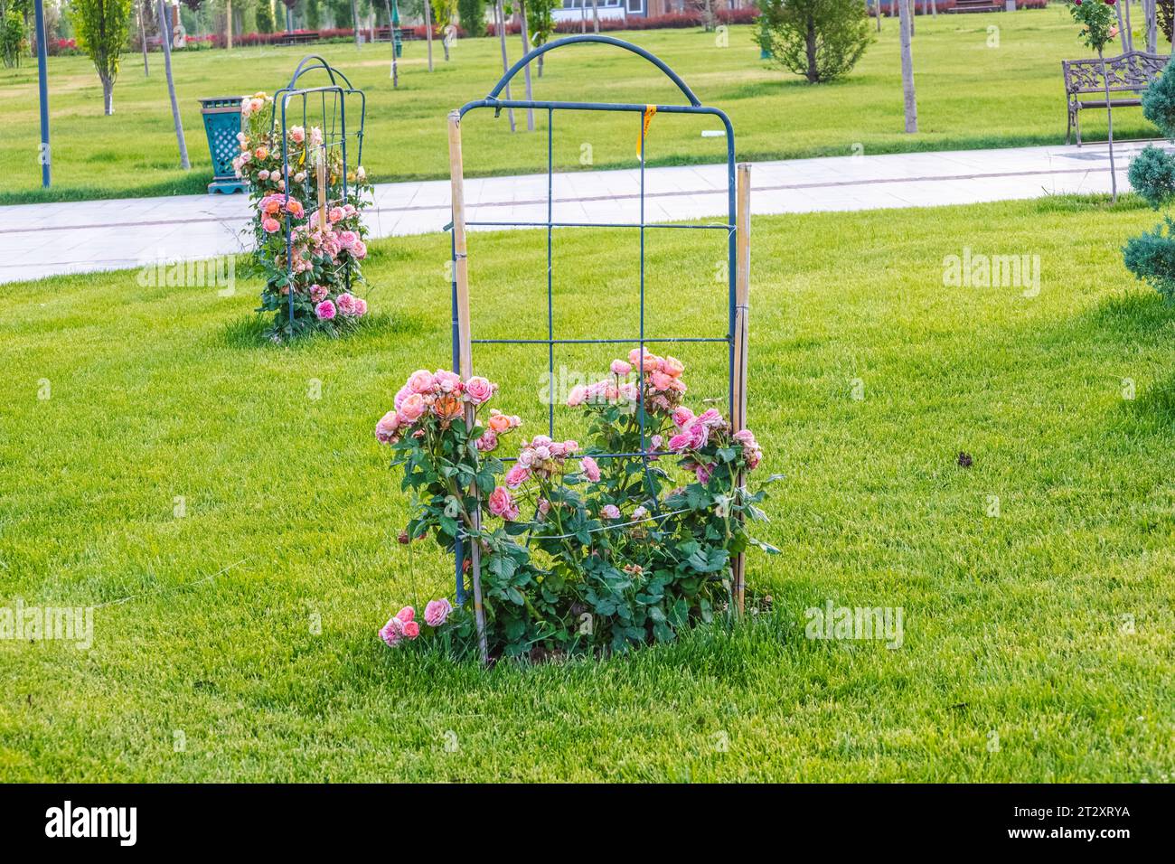 Romantic background with landscape of roses and urban landscaping in ...