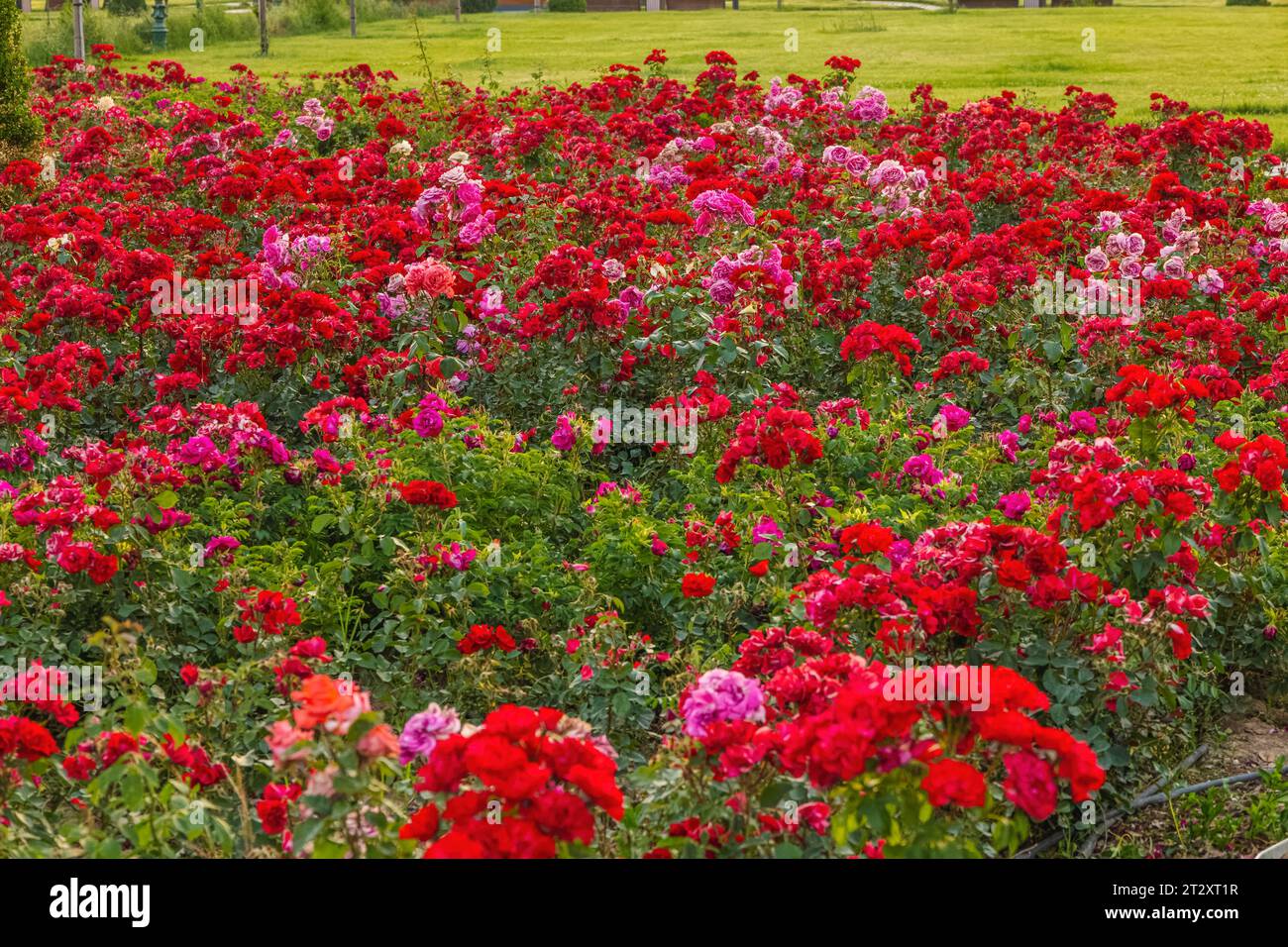 Beautiful background with a field of rose flowers Stock Photo - Alamy