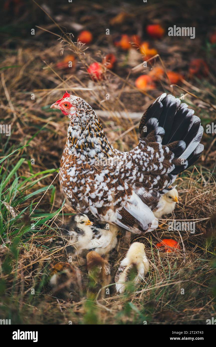 Mother hen and her fledglings of the endangered Austrian chicken breed ...