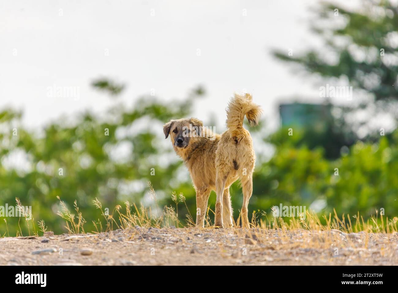 Poverty stray dogs hi-res stock photography and images - Alamy