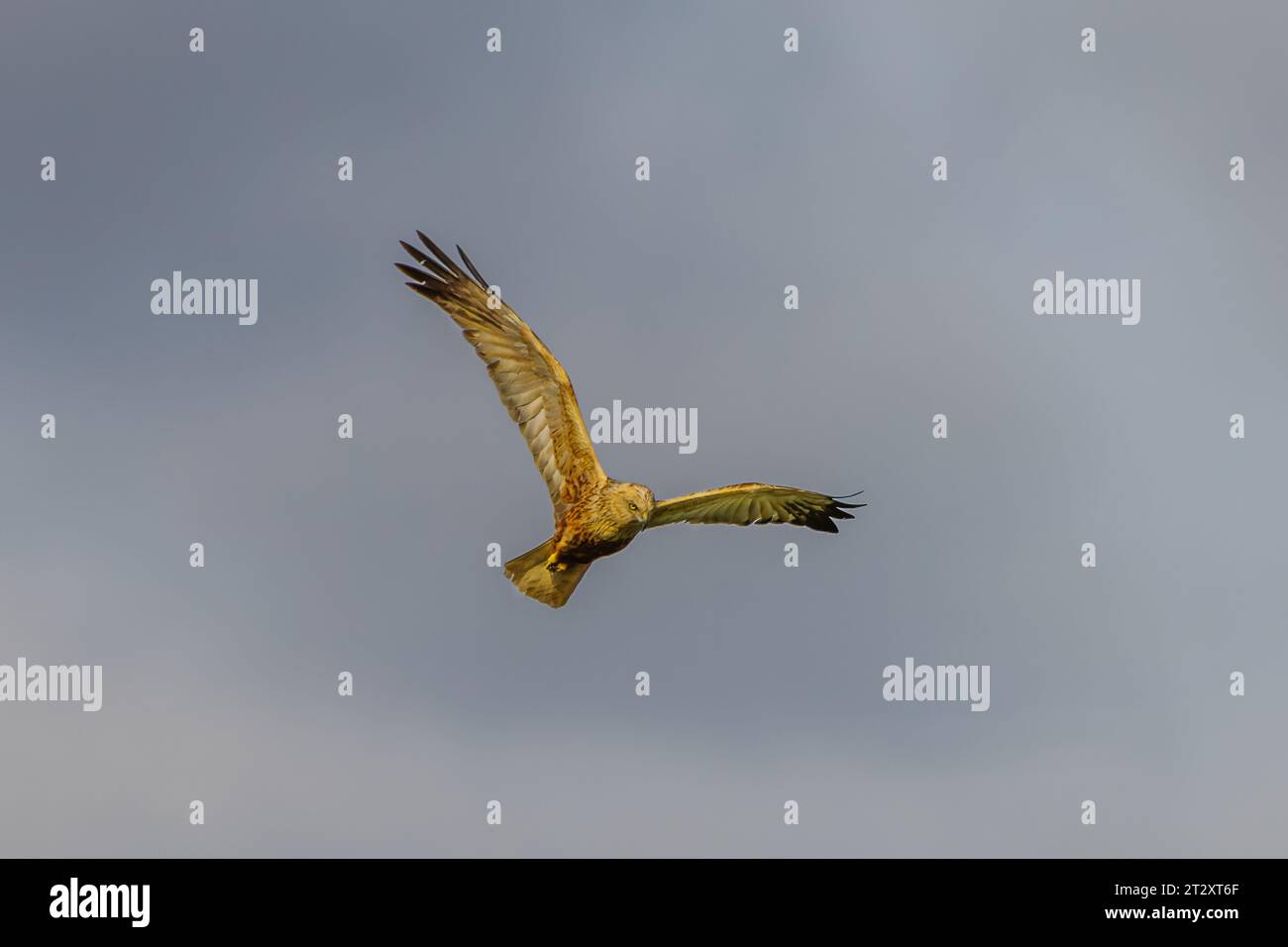Bird Eastern Marsh Harrier (Circus spilonotus) in the wild Stock Photo ...