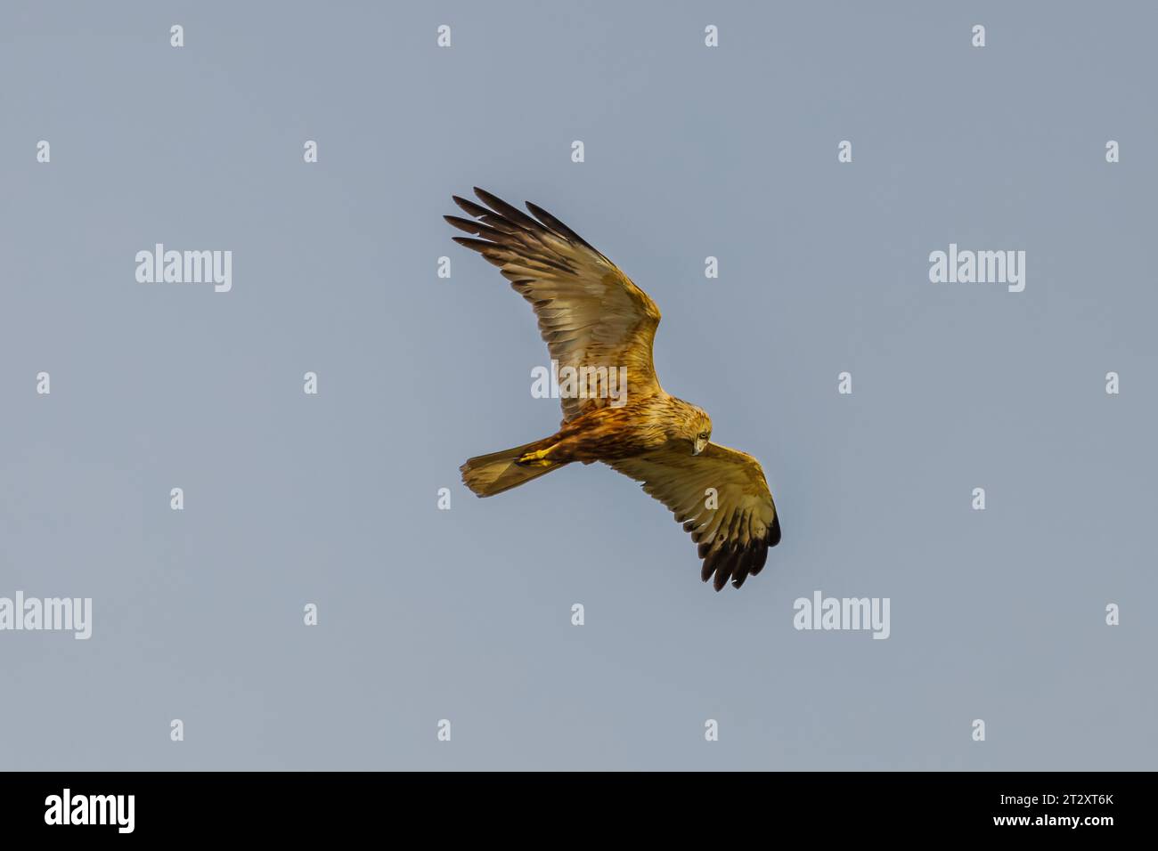 Bird Eastern Marsh Harrier (Circus spilonotus) in the wild Stock Photo ...