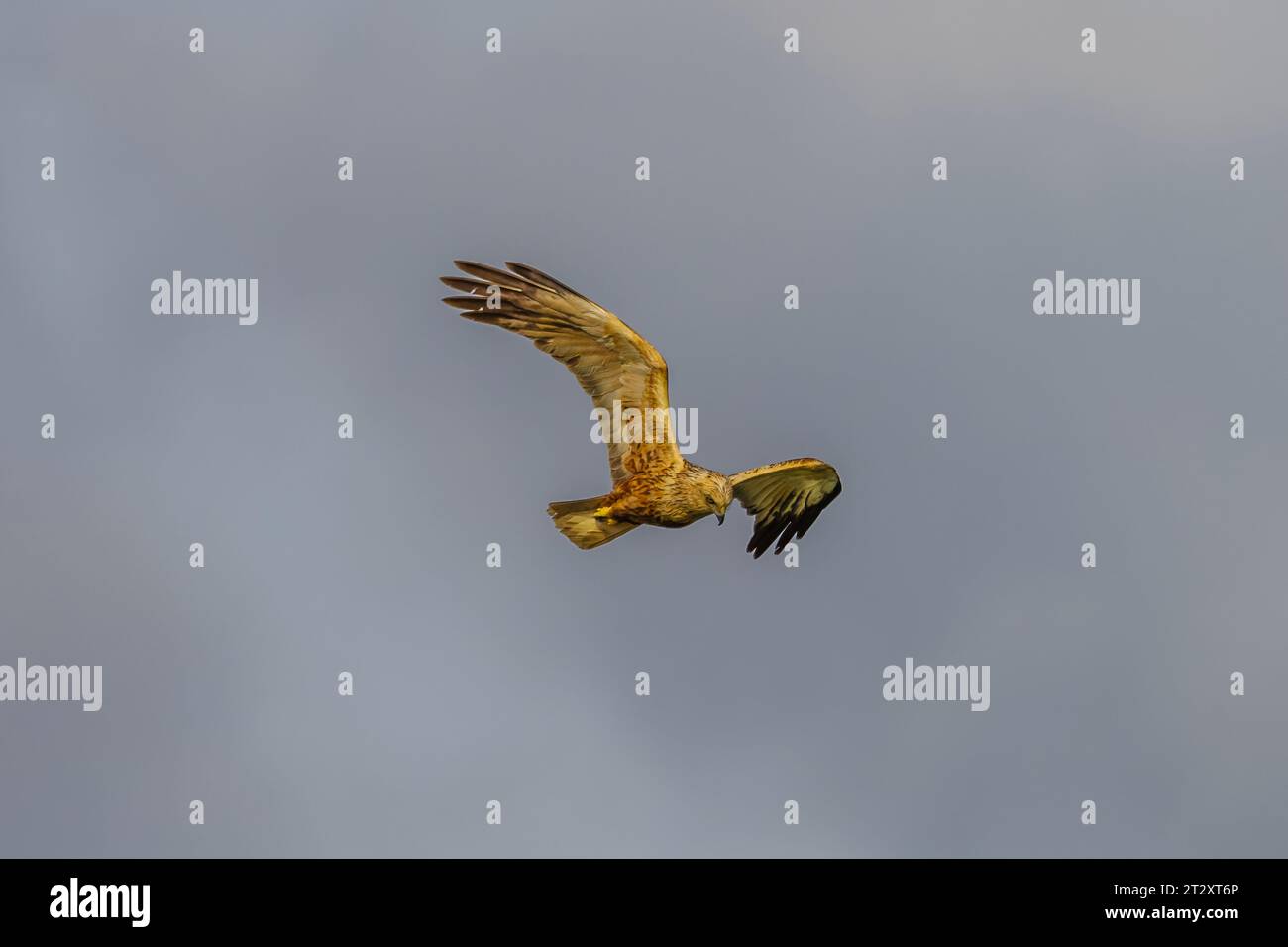 Bird Eastern Marsh Harrier (Circus spilonotus) in the wild Stock Photo ...