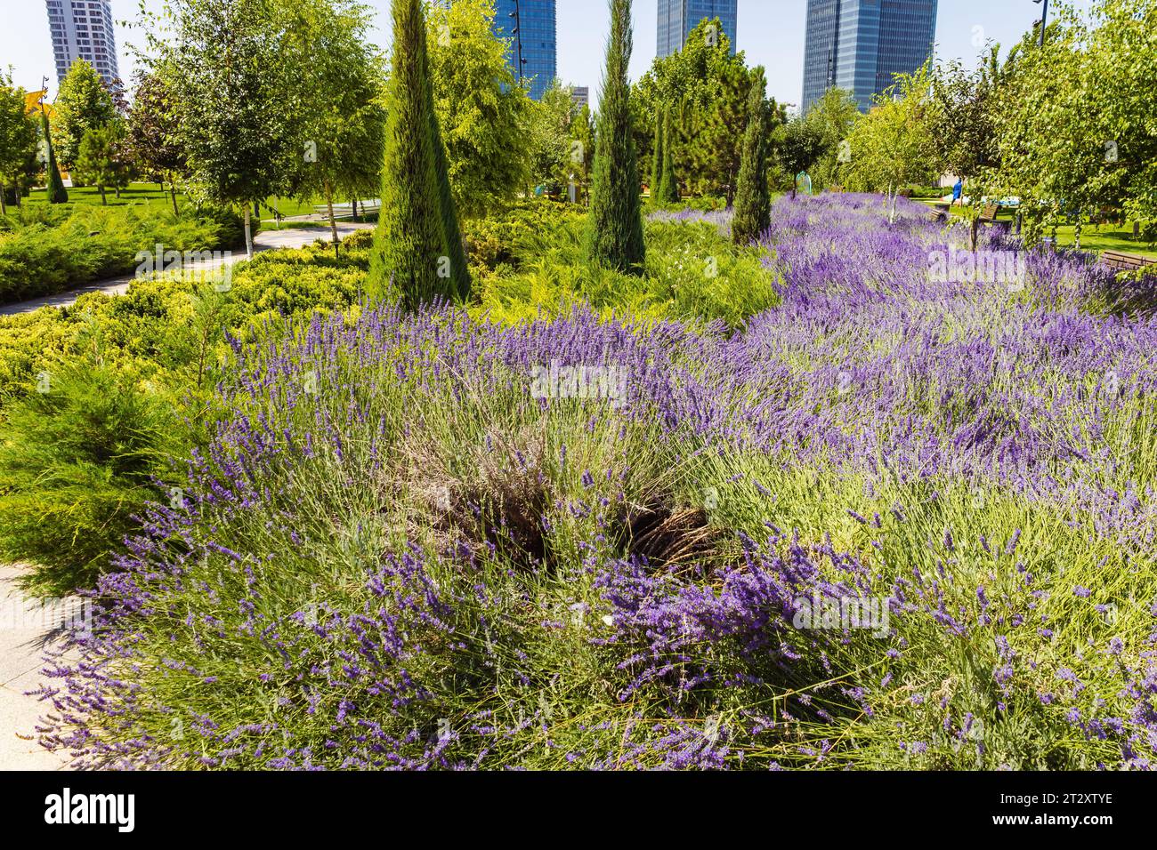 Purple fragrant flower (field plant) with a medicinal effect called ...