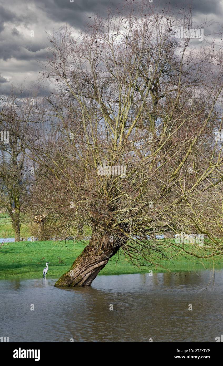 flood in Urdenbacher Kaempe Nature Reserve at Rhine River,old Rhine ...