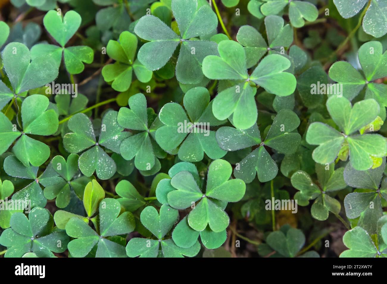 Natural plant clover is a symbol of luck and a symbol of St. Patrick's ...