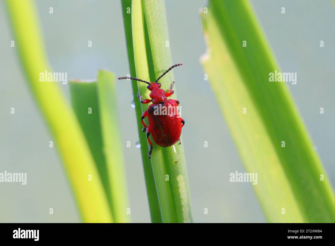 Onion beetle, latin name is Lilioceris merdigera. A beetle of family ...