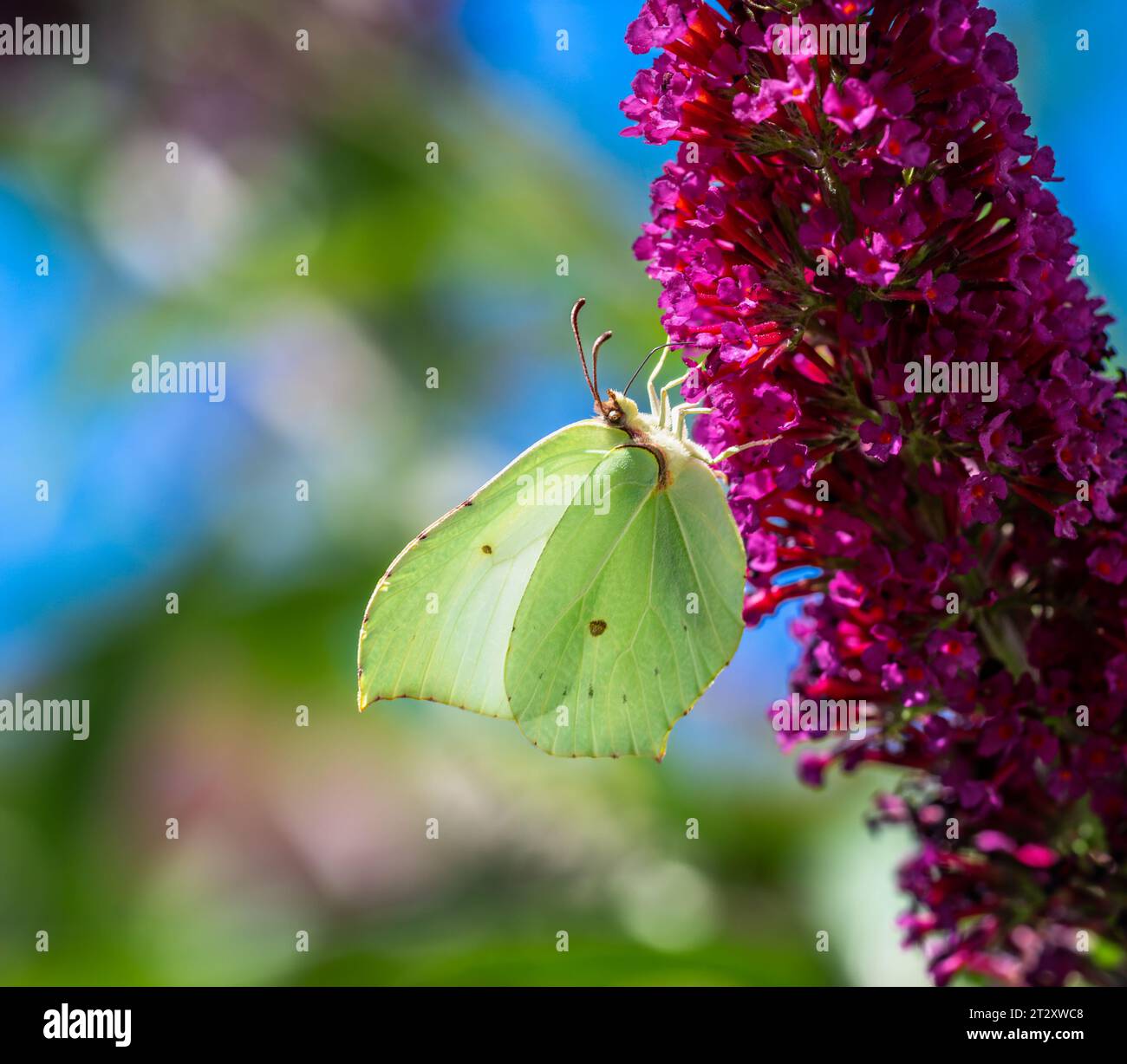Macro of a yellow brimstone butterfly pollinating on a flower Stock ...