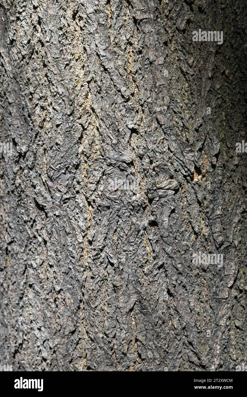 Granular material, solid wood with a structural surface for design ...