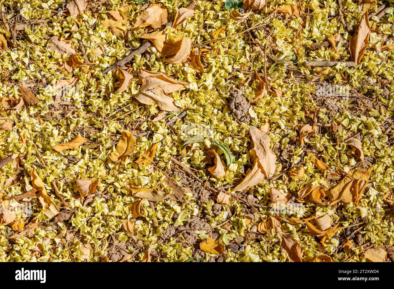 Texture background of a plant leaf for overlay or texture design Stock ...