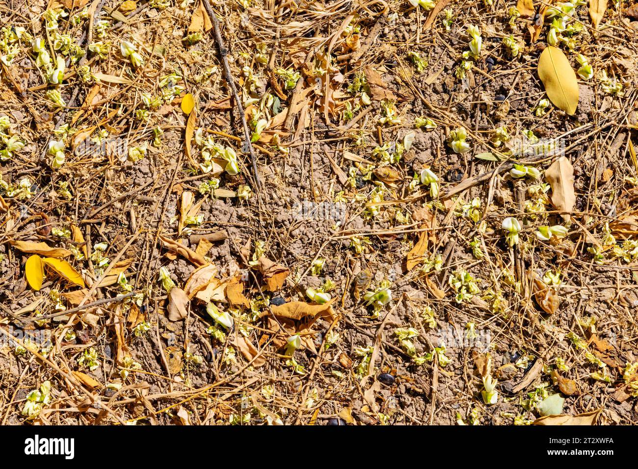 Texture background of a plant leaf for overlay or texture design Stock ...