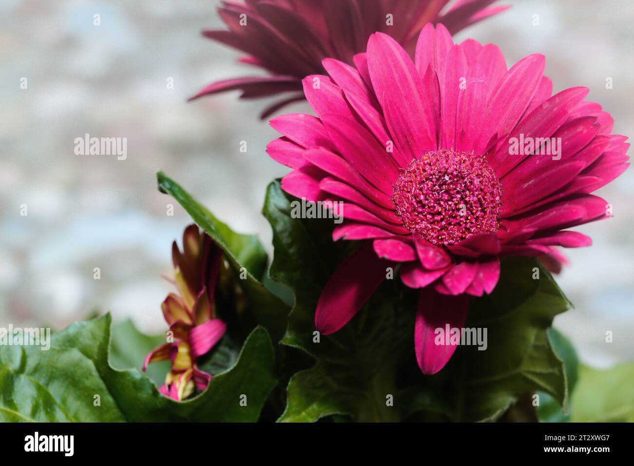 Gerbera in bloom seen up close Stock Photo - Alamy
