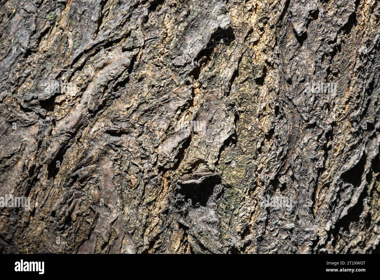 Granular material, solid wood with a structural surface for design ...