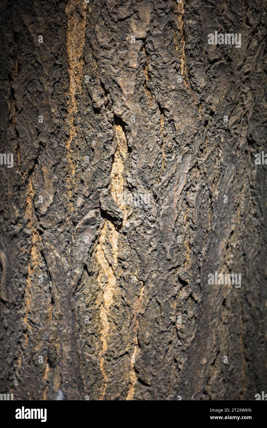 Granular material, solid wood with a structural surface for design ...