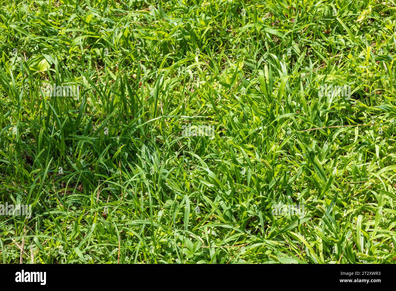 Texture background of a plant leaf for overlay or texture design Stock ...