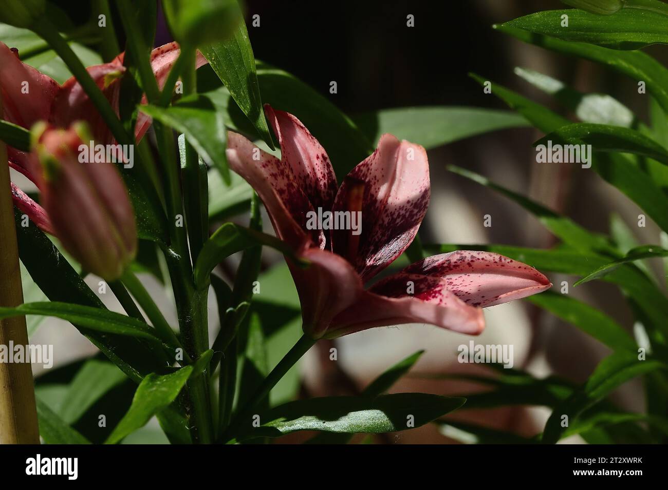 Lilies in bloom seen up close Stock Photo - Alamy