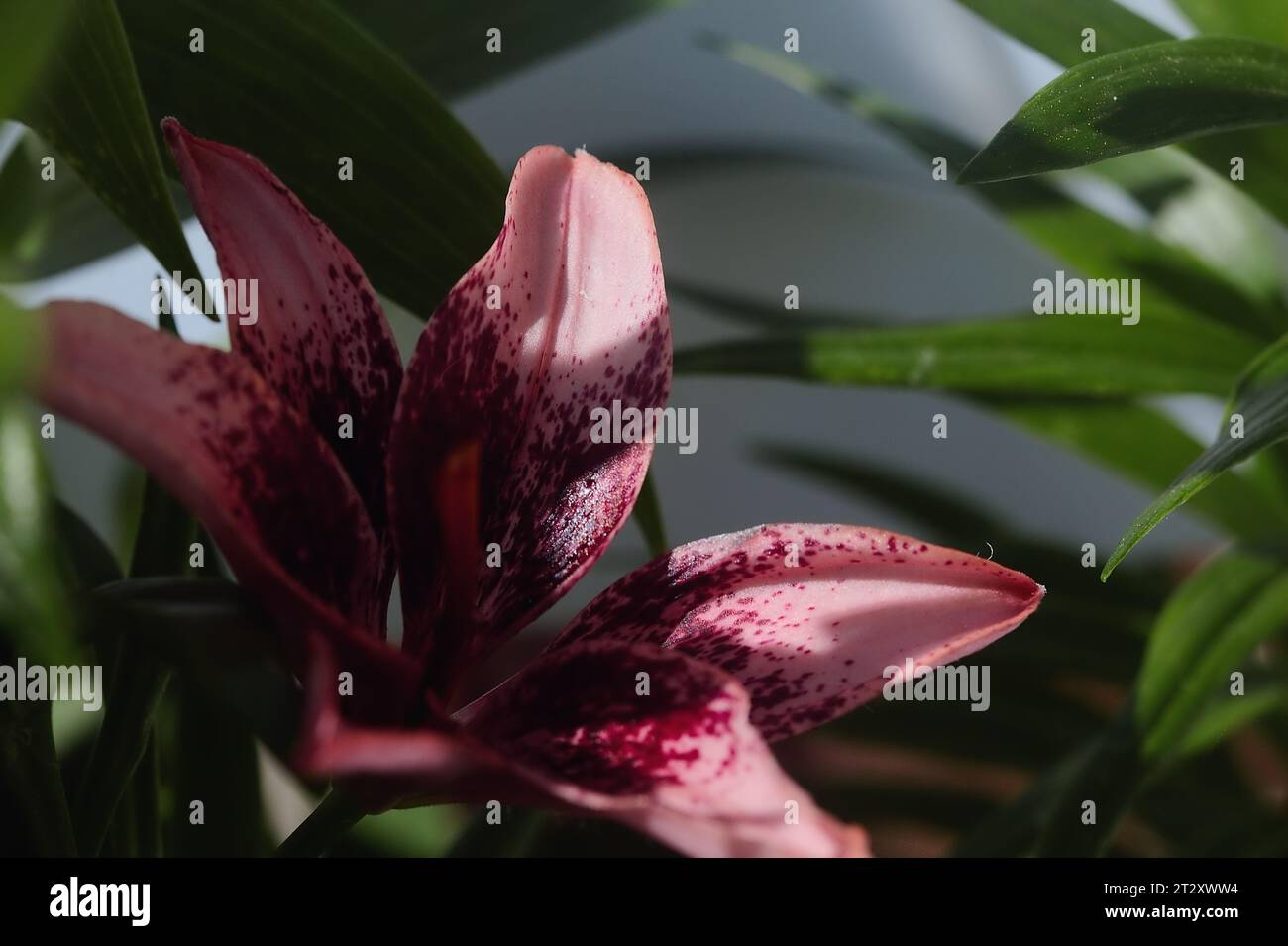 Lilies in bloom seen up close Stock Photo - Alamy