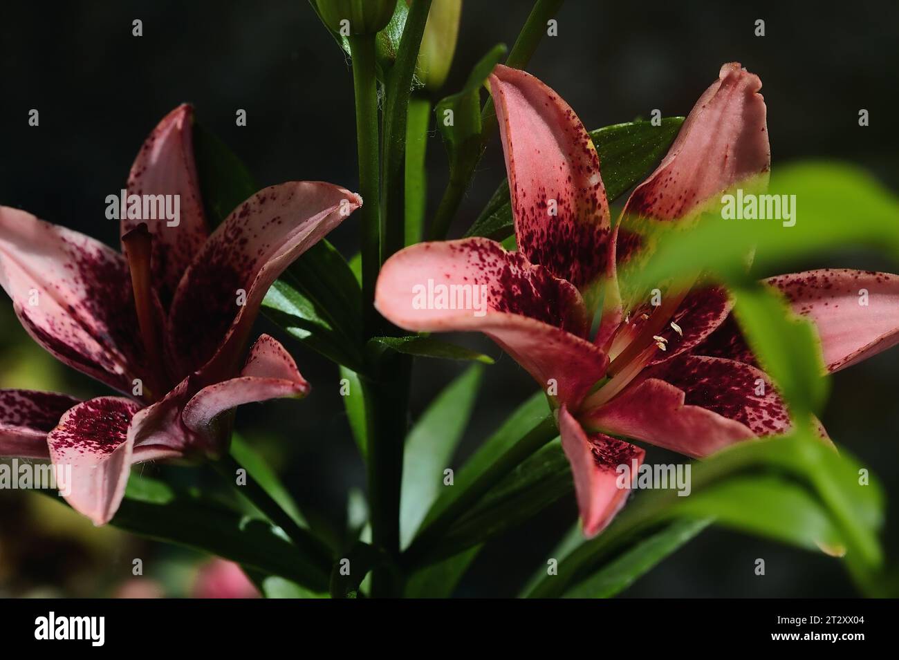 Lilies in bloom seen up close Stock Photo - Alamy